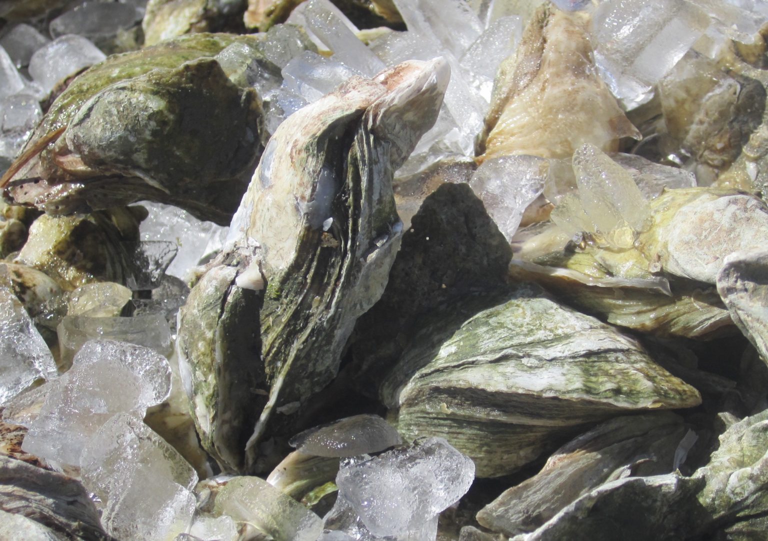 shellfish (clams and oysters) in coastal waters of South Caroli