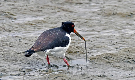 American Oystercatcher is named for their love of feasting on oysters, mu