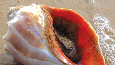 Knobbed Whelks: The Sea Snail with the Stunning Shell - HiltonHeadIsland